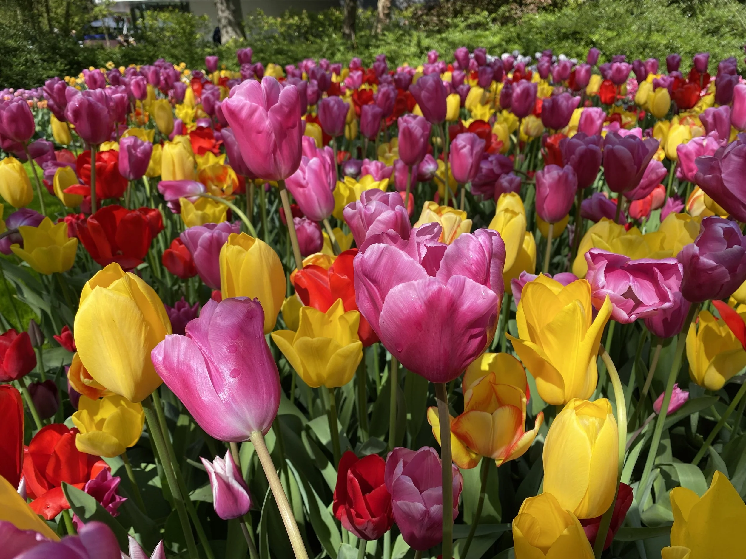 Take a virtual tour of the beautiful Keukenhof flower gardens — Able ...