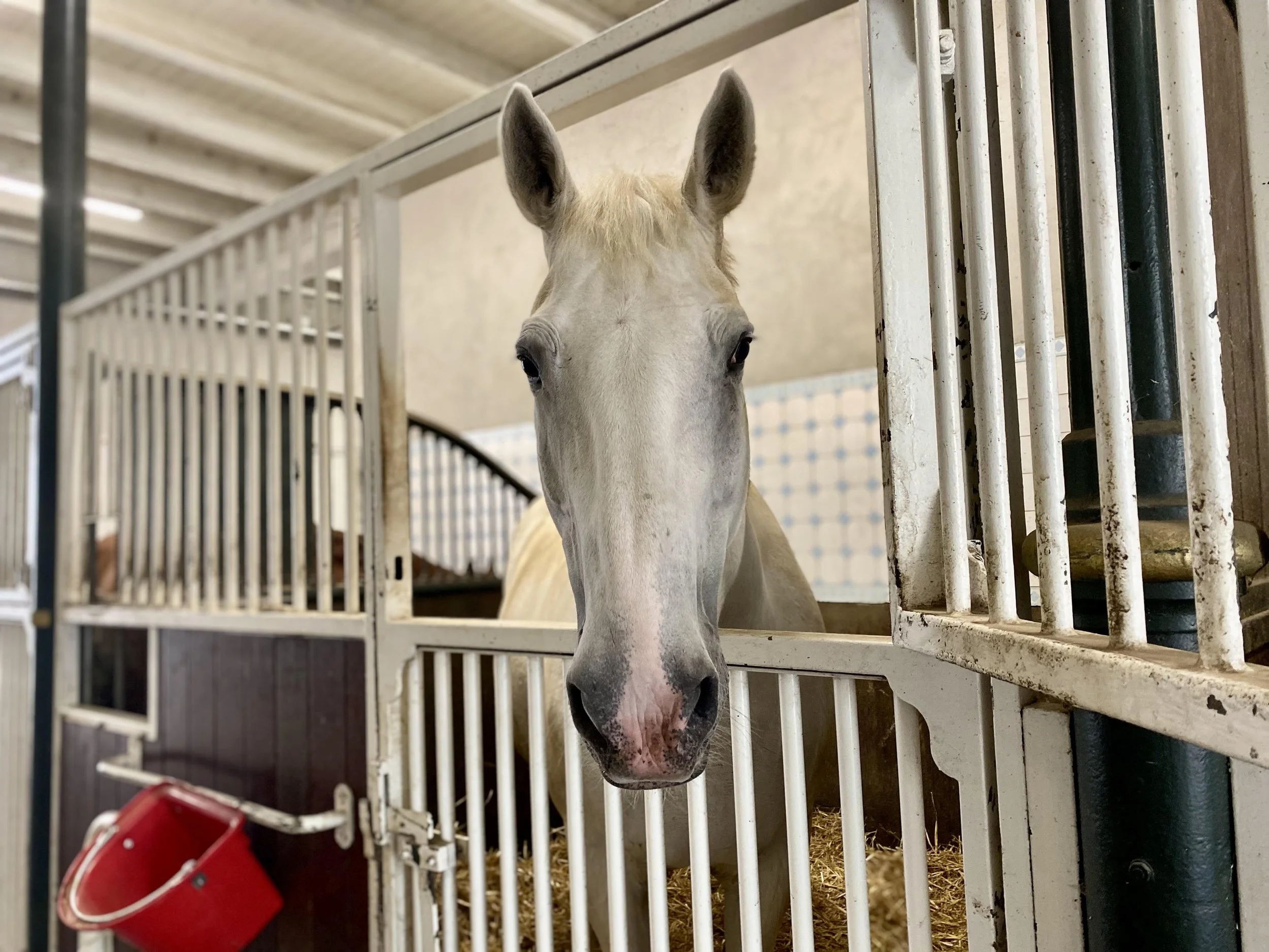 8 Reasons to visit the Living Horse Museum in Amsterdam — Able Amsterdam