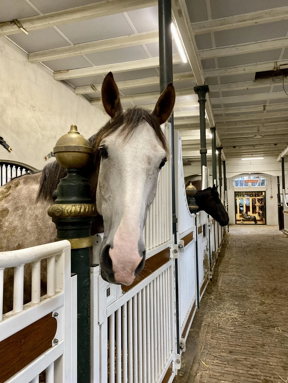 8 Reasons to visit the Living Horse Museum in Amsterdam — Able Amsterdam