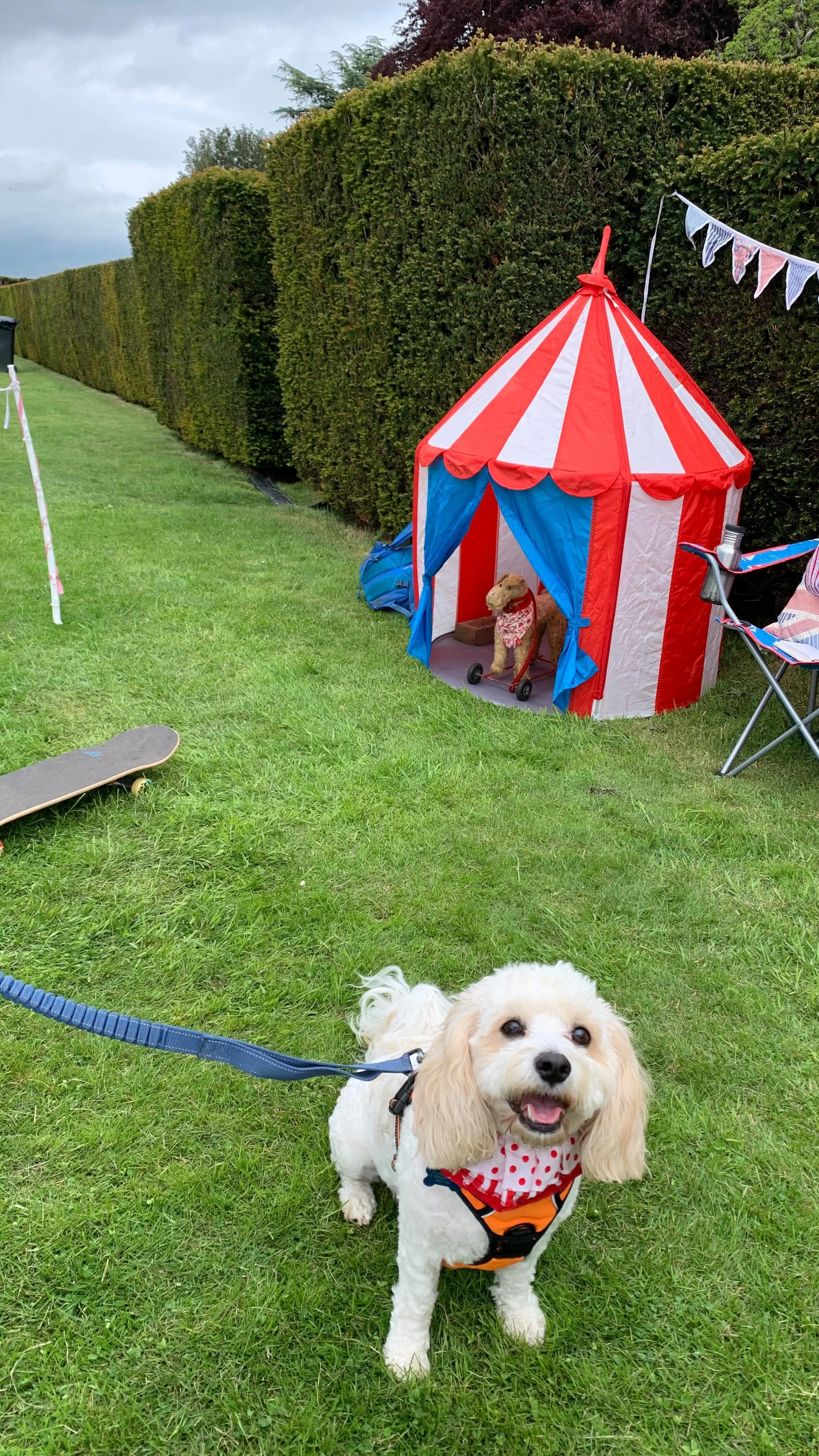 Our Dog Training Manifesto — The Incredibly Clever Canine Circus