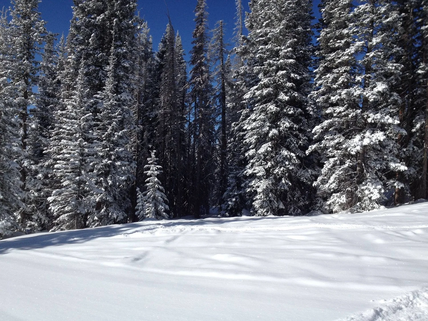 South East Winter Reps Association