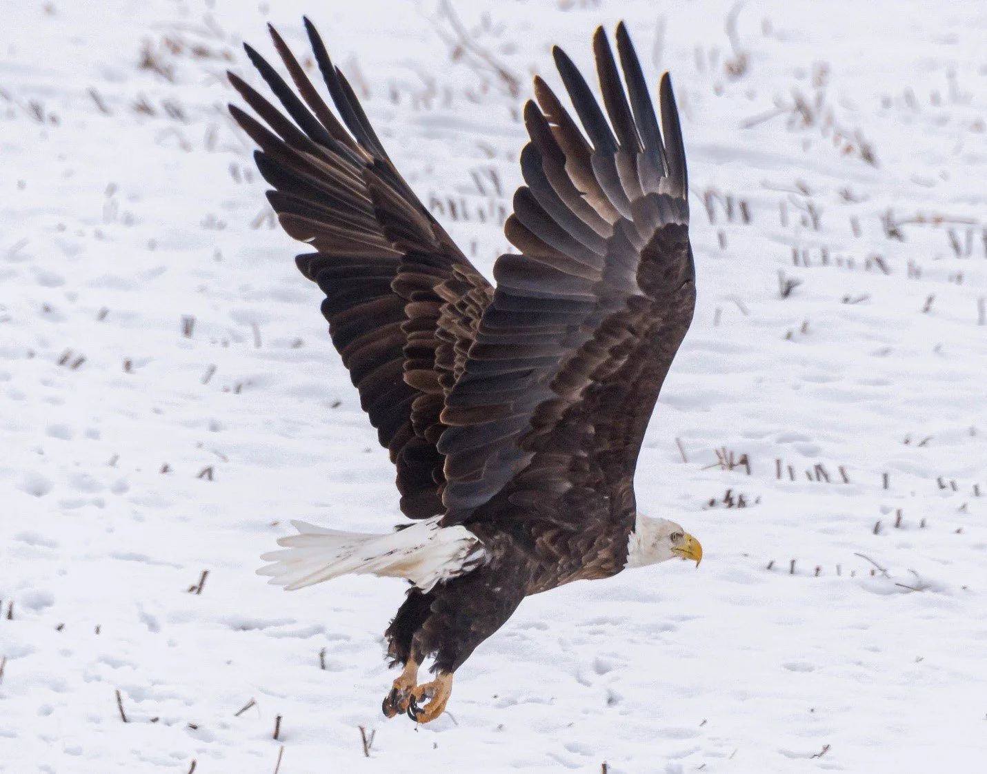 Algie Shivers and Round Barns of Vernon County — BIPOC Birding Club of ...