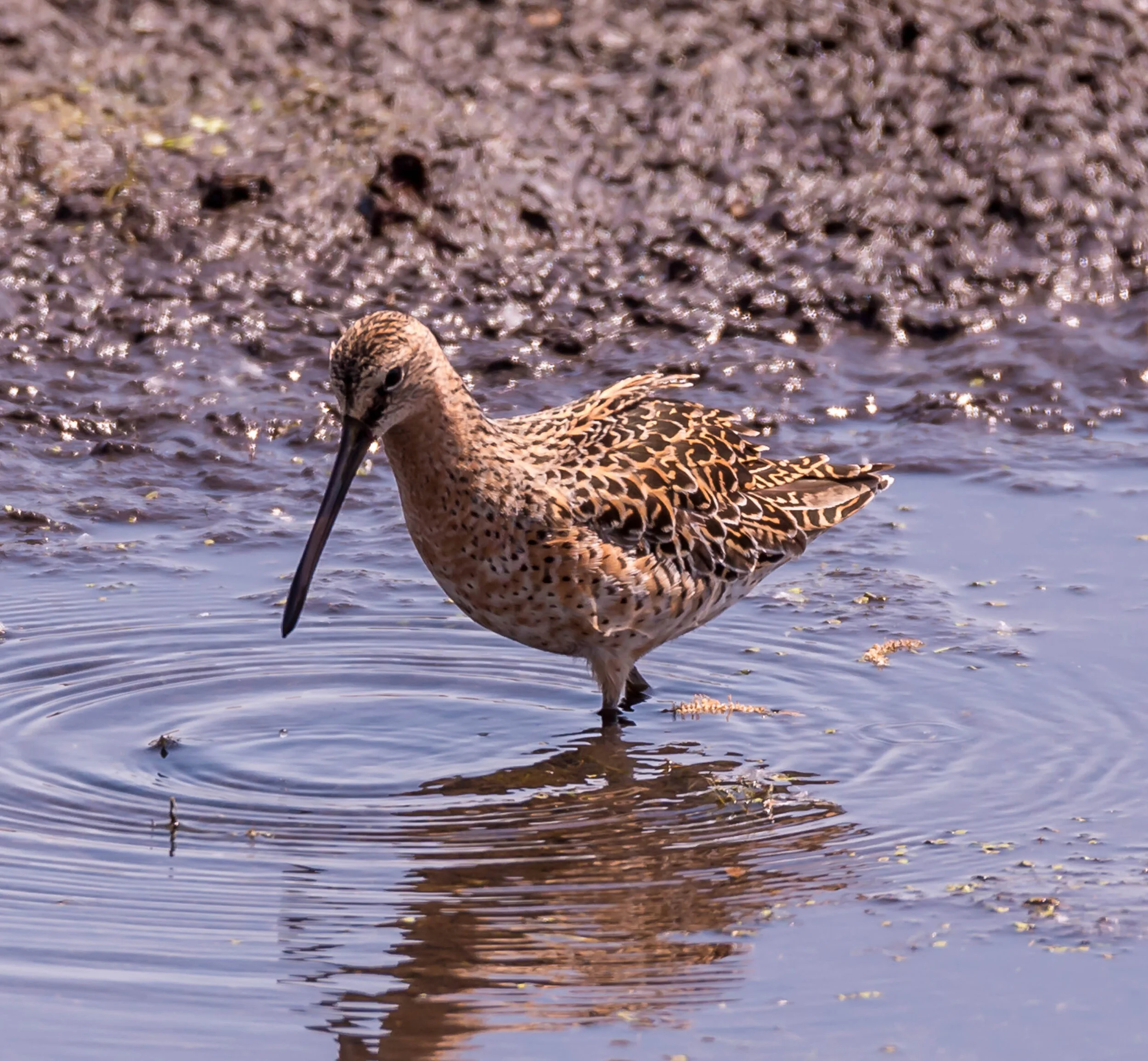 Birding — BIPOC Birding Club of Wisconsin