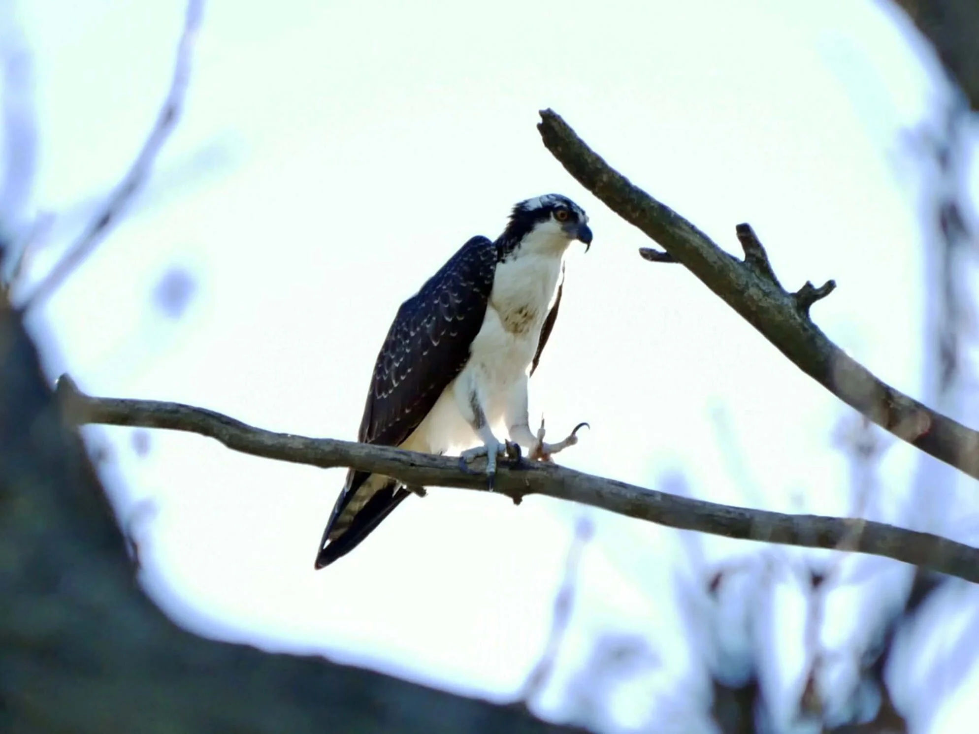 Start Birding — BIPOC Birding Club of Wisconsin