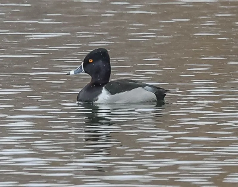 Birding at the Milwaukee Zoo and Aviary Tour — BIPOC Birding Club of ...