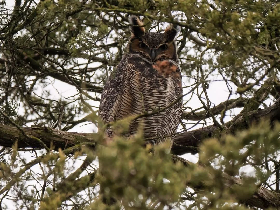Ethical Owling is Conservation — BIPOC Birding Club of Wisconsin