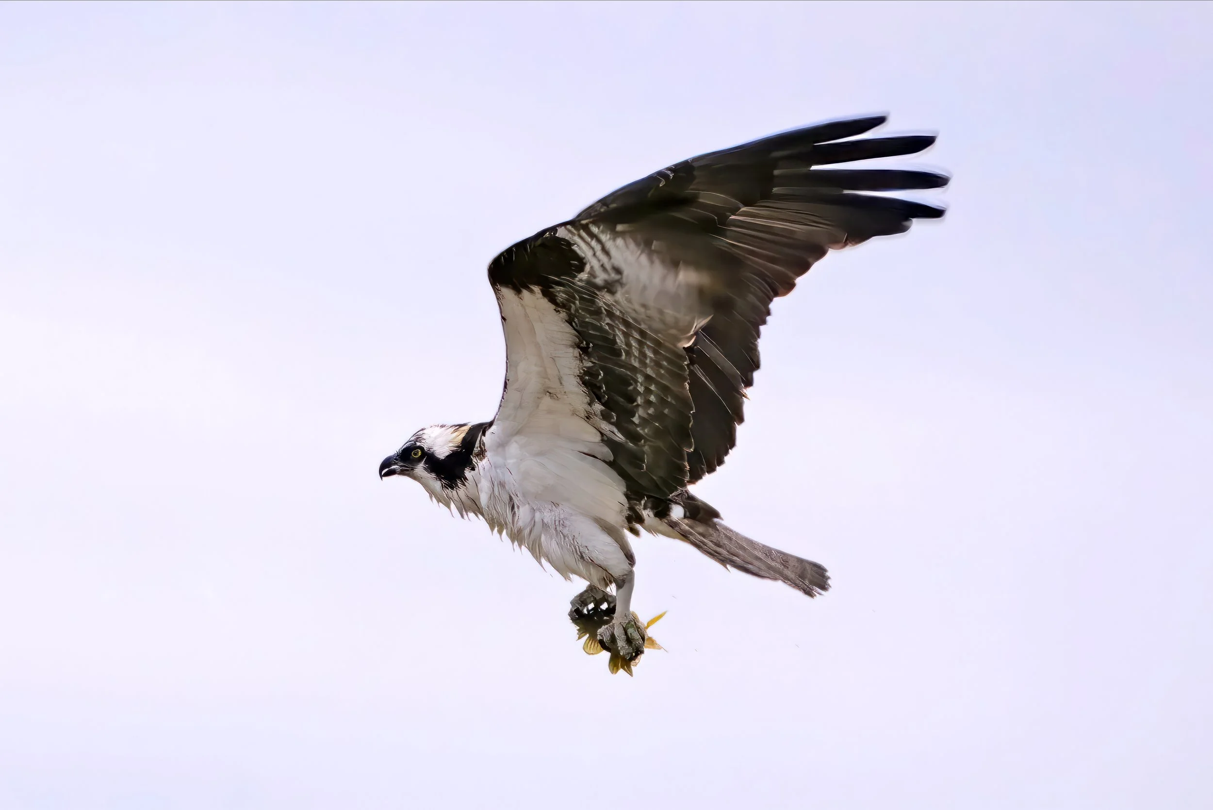 Start Birding — BIPOC Birding Club of Wisconsin