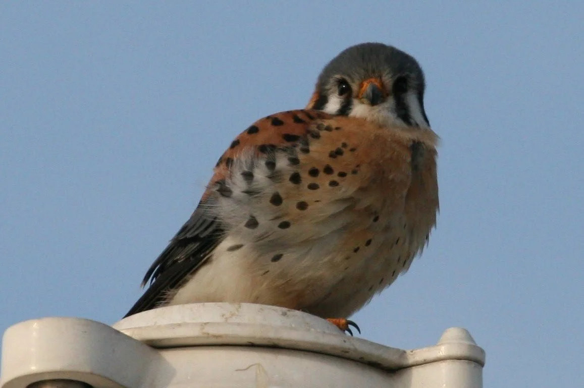 Birding at the Milwaukee County Zoo — BIPOC Birding Club of Wisconsin