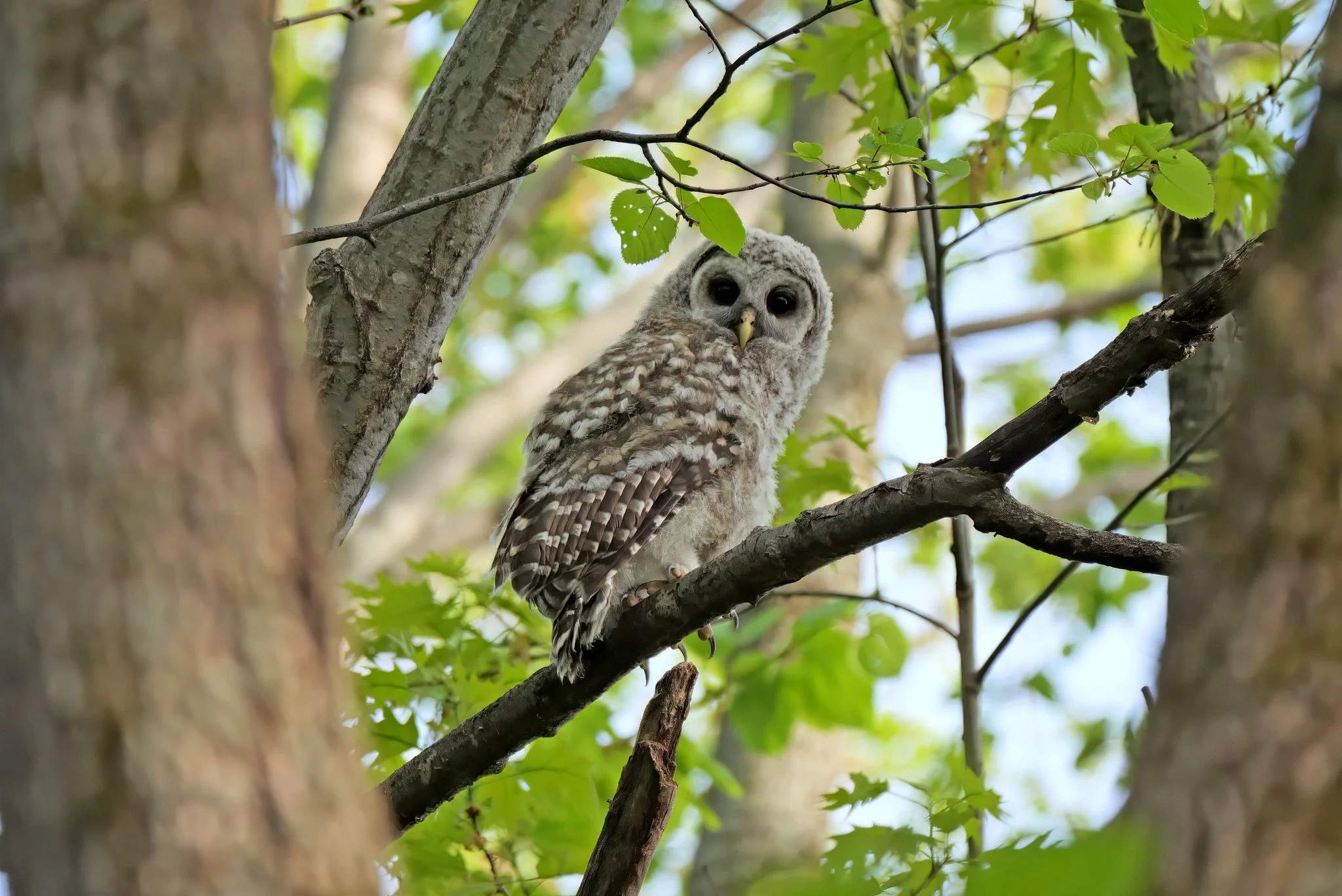 Ethical Owling is Conservation — BIPOC Birding Club of Wisconsin