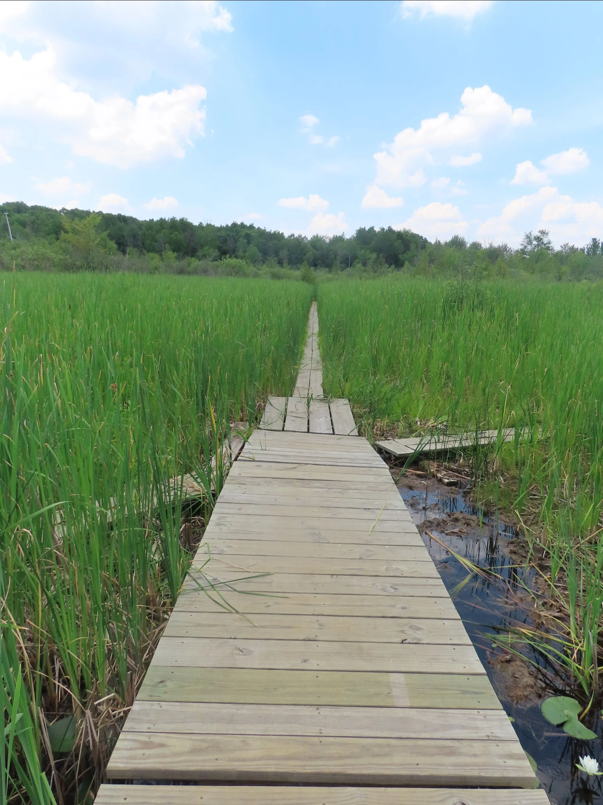 Exploring the Cedarburg Bog — BIPOC Birding Club of Wisconsin