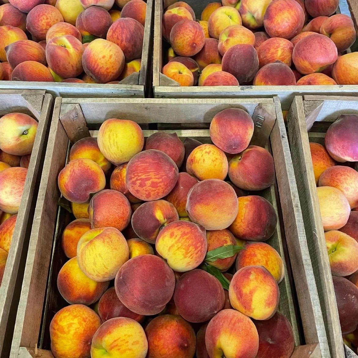 Drumheller's Orchard