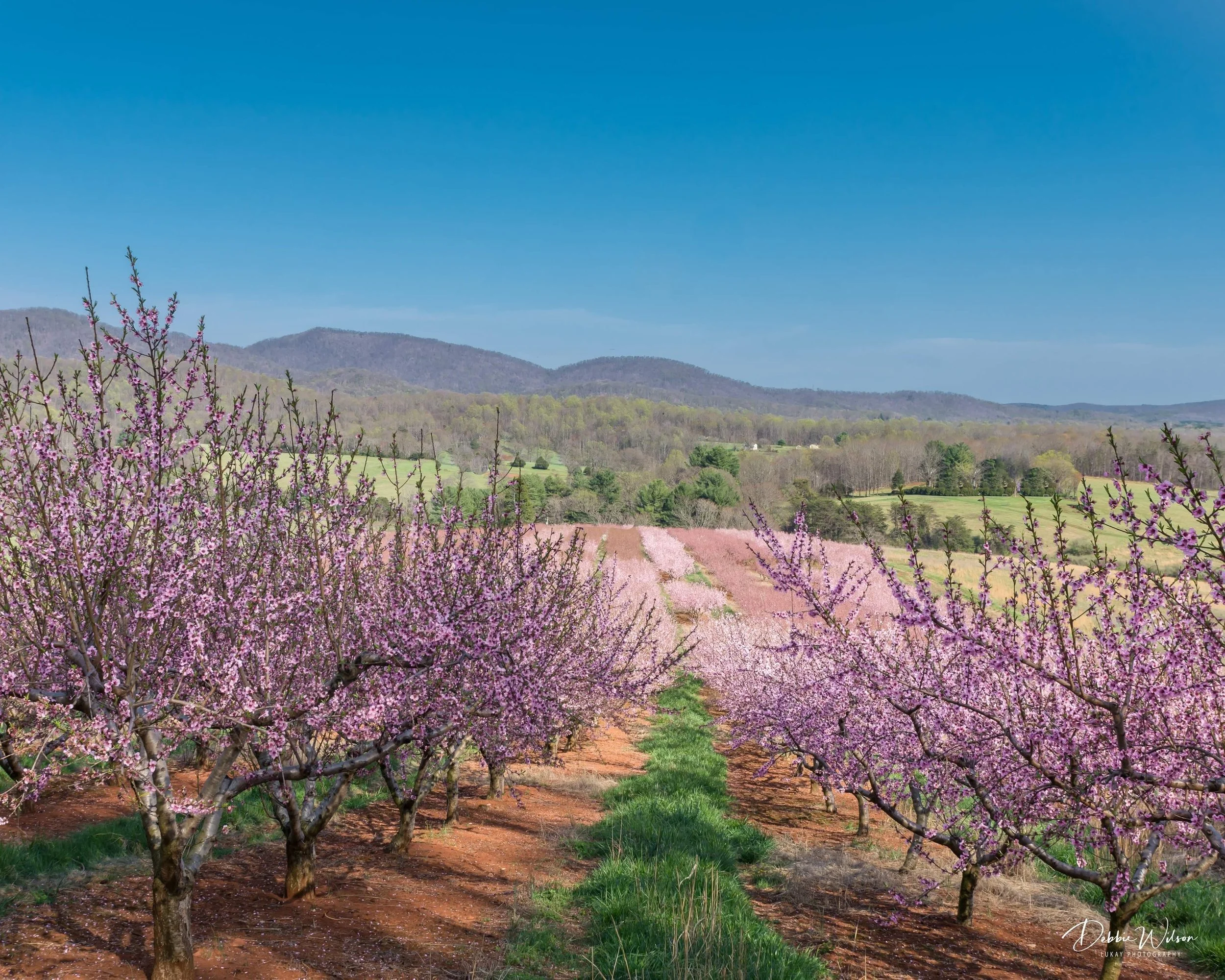 Drumheller's Orchard