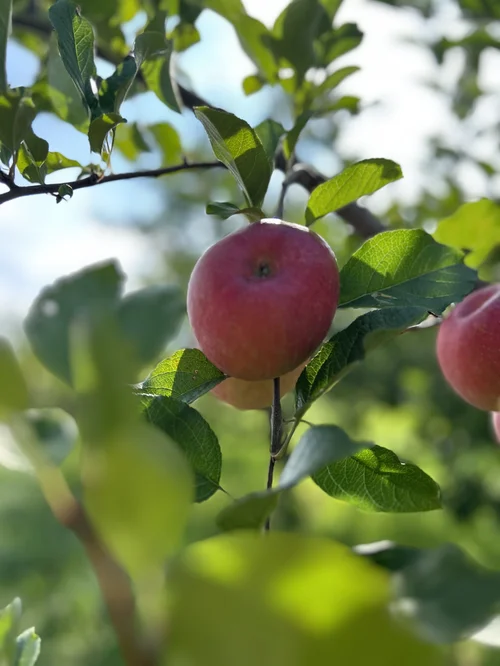 Drumheller's Orchard