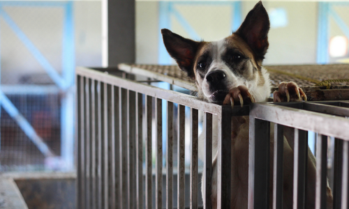 What is PAPP? | Coalition Against 1080 Poison