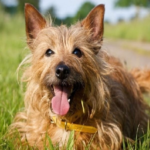 The faces of 1080 | Coalition Against 1080 Poison