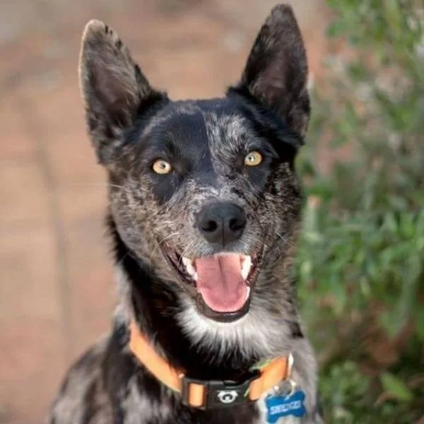 The faces of 1080 | Coalition Against 1080 Poison