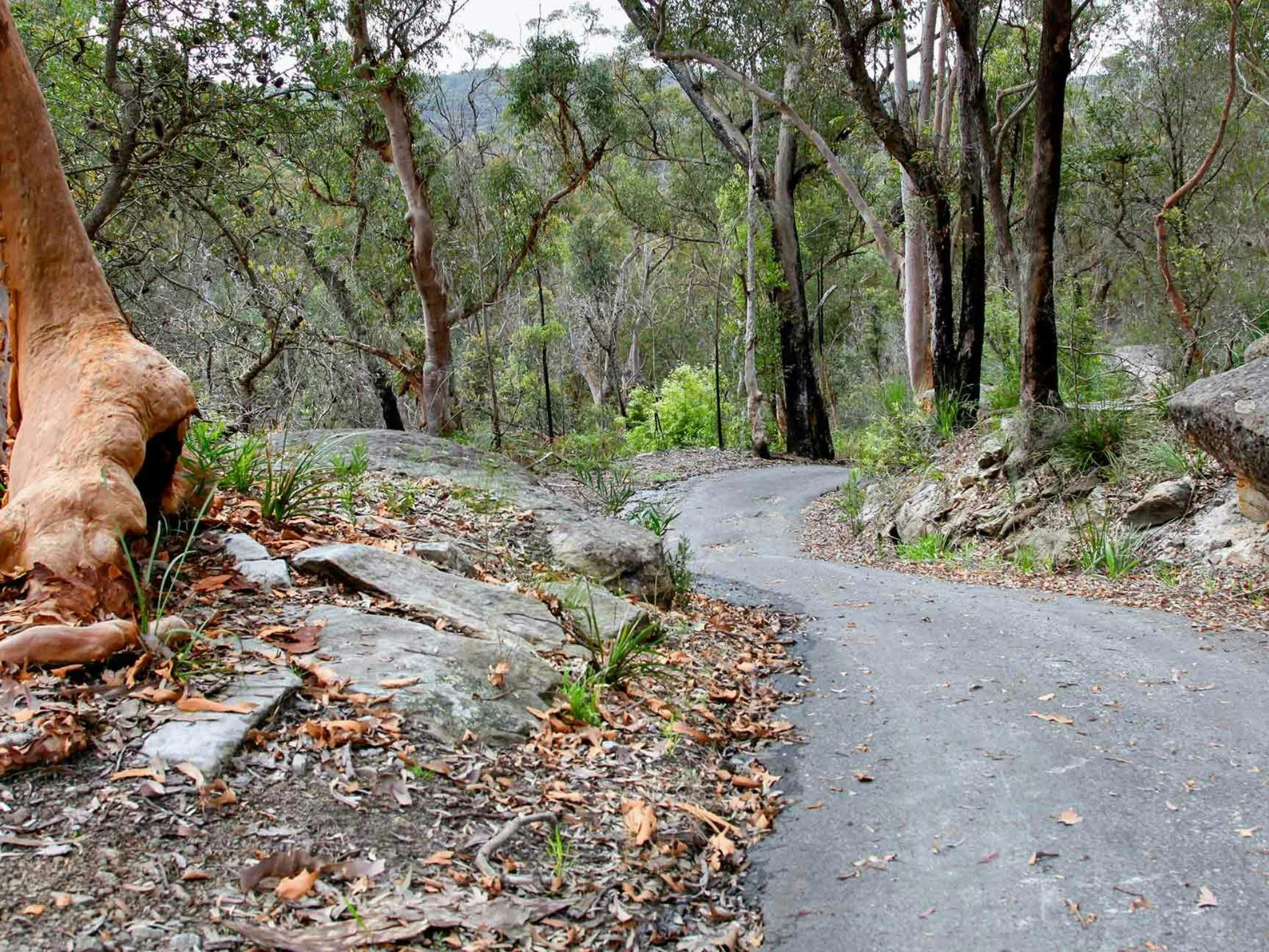 Garigal National Park | Coalition Against 1080 Poison