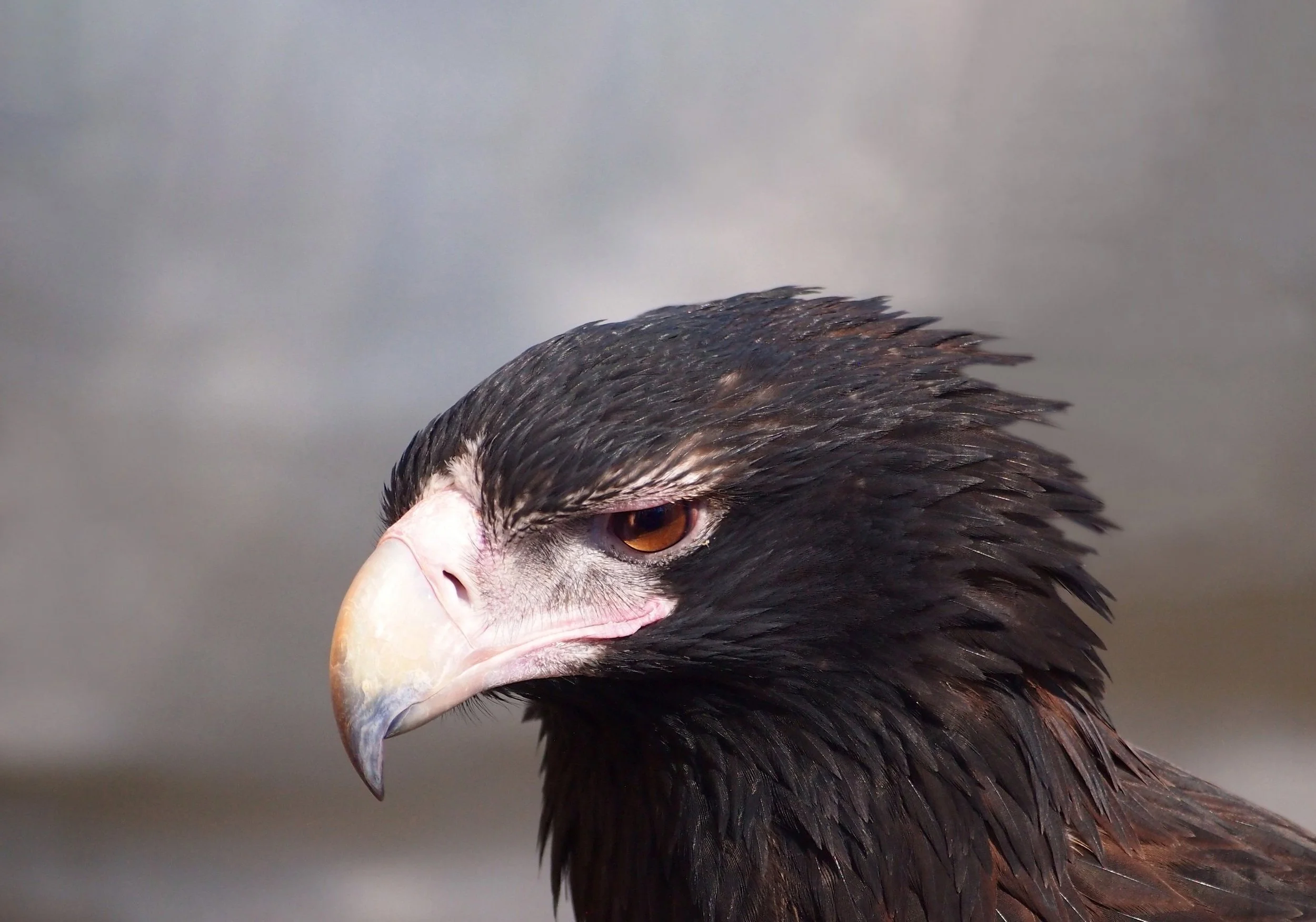 Articles | Coalition Against 1080 Poison