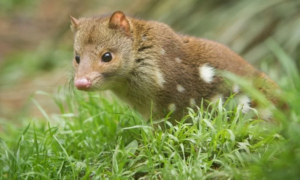 The truth about 1080: five excuses exposed | Coalition Against 1080 Poison