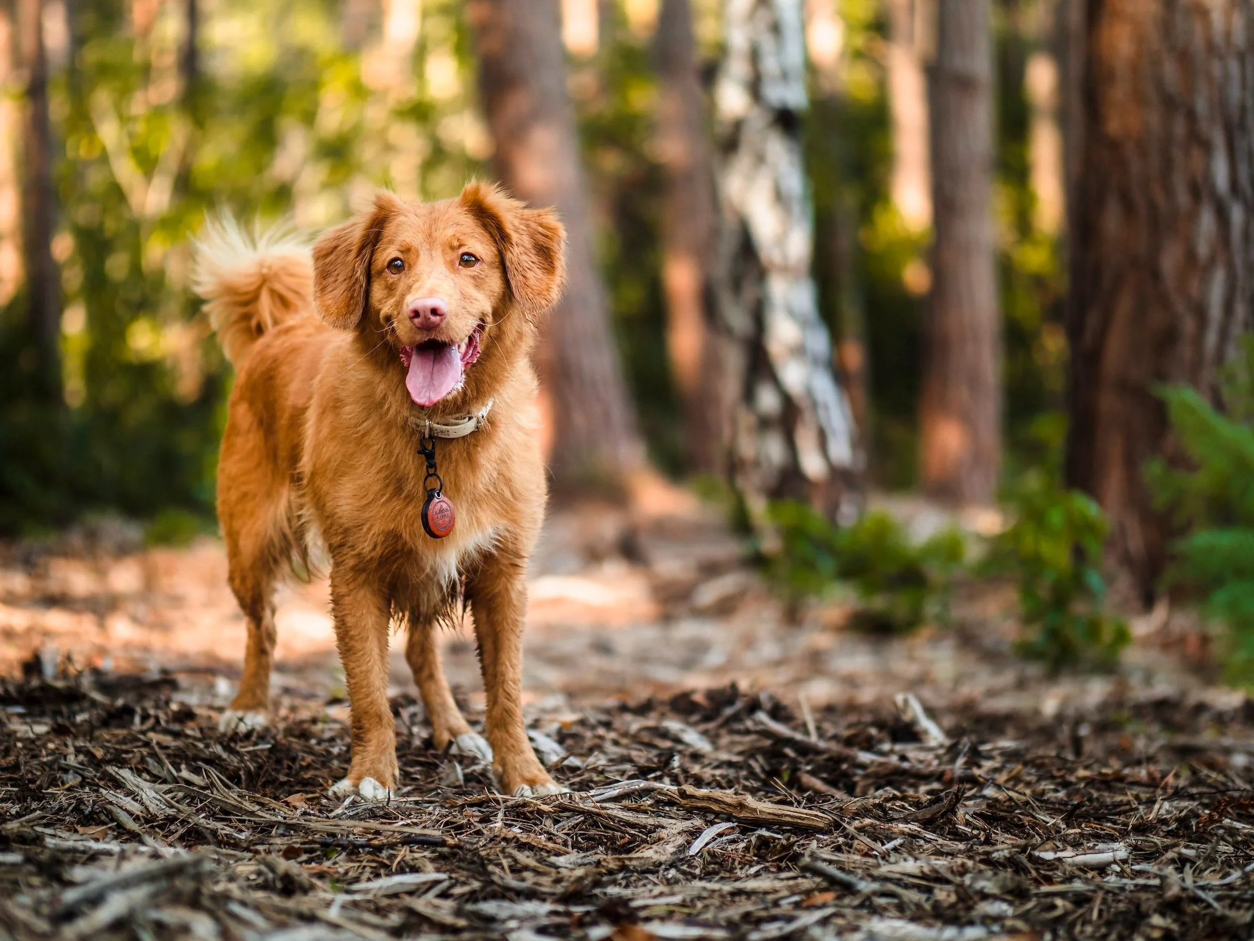 Coalition Against 1080 Poison