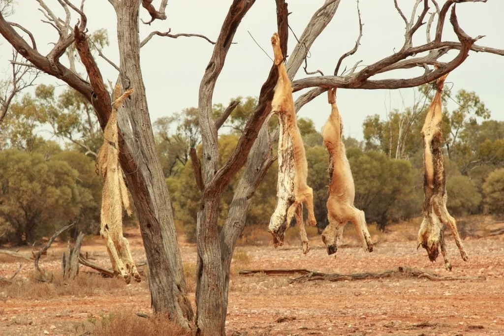 Why we need dingoes – and why they need us | Coalition Against 1080 Poison