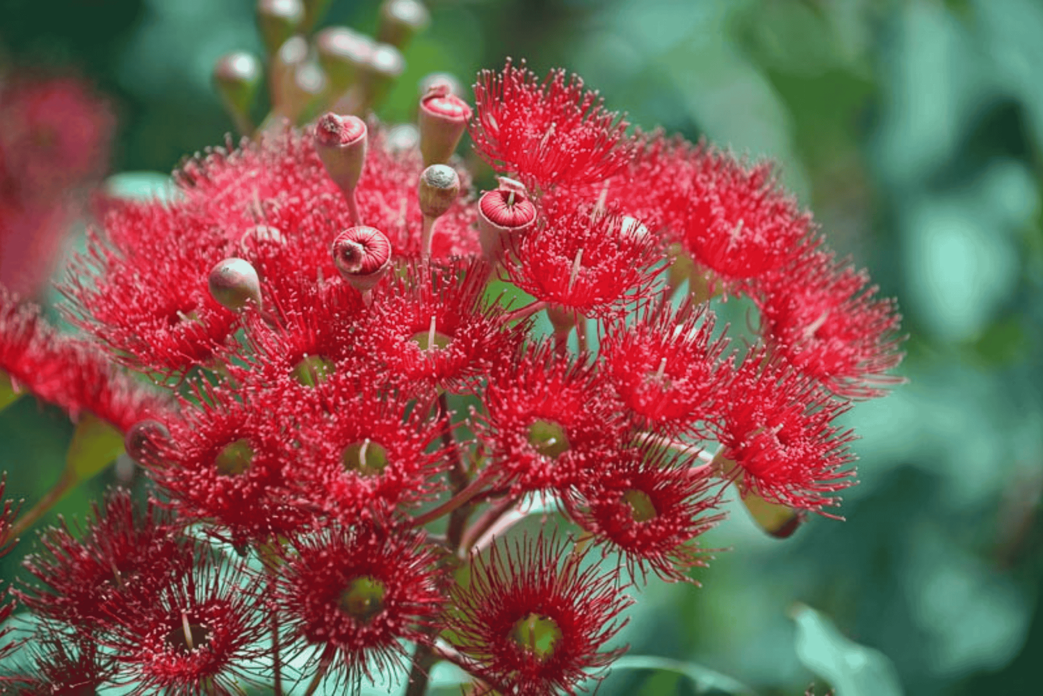 How to Plant a Dwarf Flowering Gum Tree — Fairhill Native Botanic ...