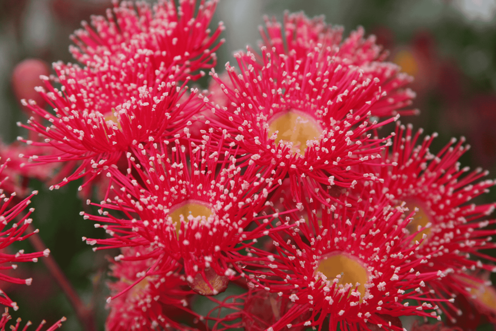 How to Plant a Dwarf Flowering Gum Tree — Fairhill Native Botanic ...