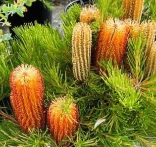 Botanical Gardens — Fairhill Native Botanic Gardens and Nursery