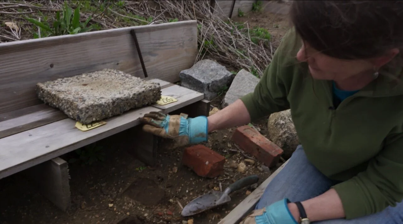 Great Gull Island Project — Taking Flight Productions