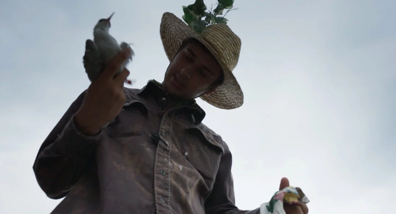 Great Gull Island Project — Taking Flight Productions