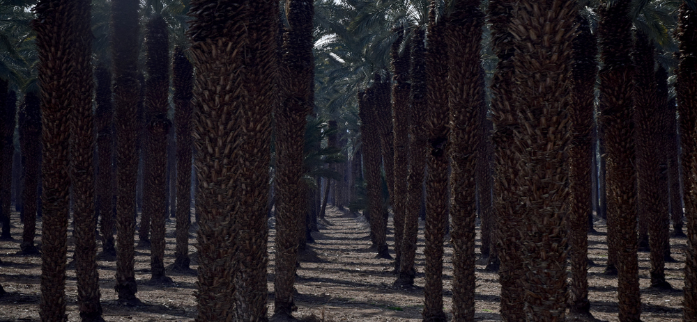 A&M Palm - Premium palm strips for Palm Sunday