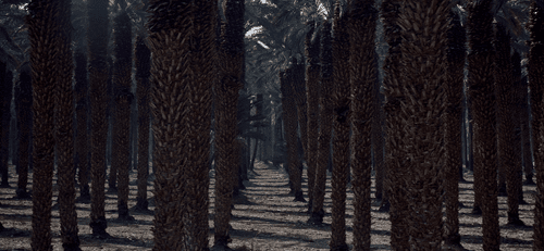 A&M Palm - Premium palm strips for Palm Sunday