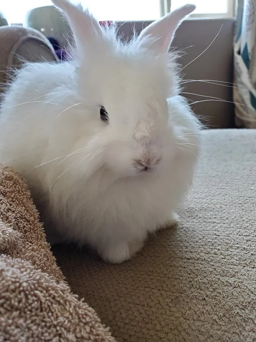 5 Things you should know before getting Angora Rabbits. — Here in the Sage