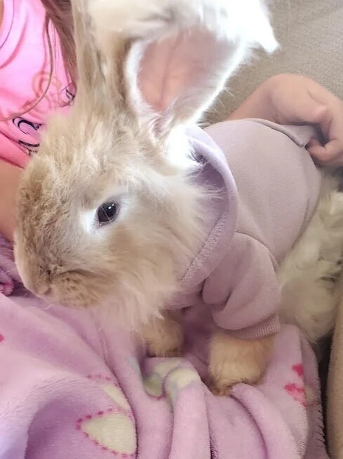 5 Things you should know before getting Angora Rabbits. — Here in the Sage