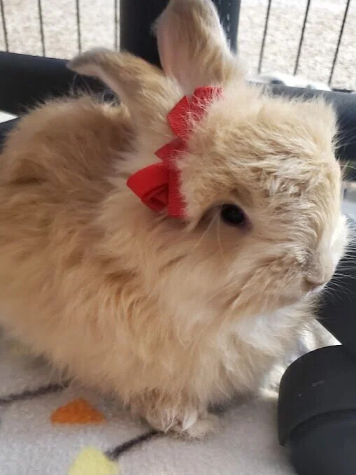 5 Things you should know before getting Angora Rabbits. — Here in the Sage