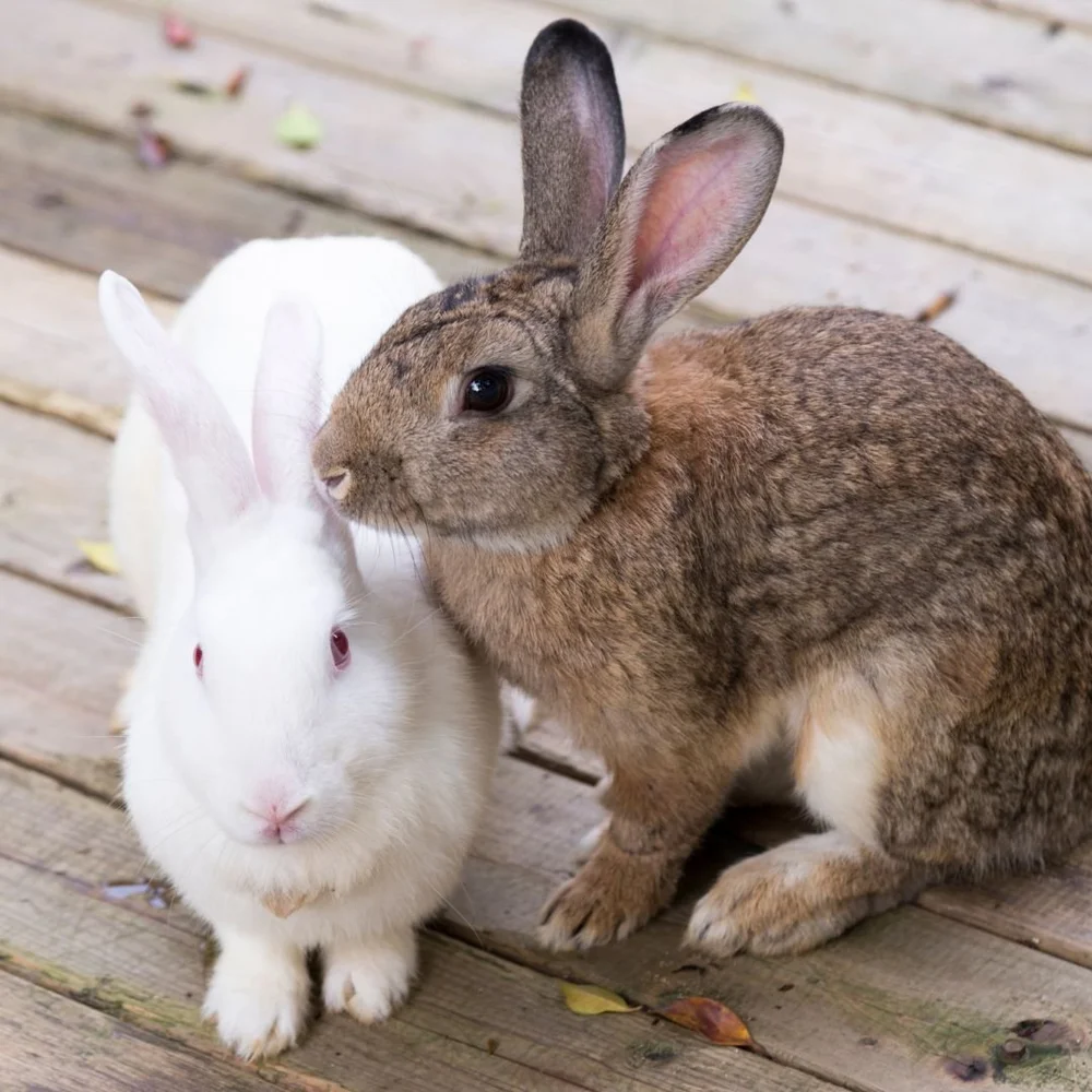 Understanding Rabbit Behavior: — Here in the Sage