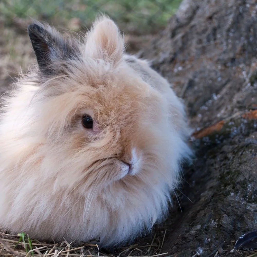 Understanding Rabbit Behavior: — Here in the Sage