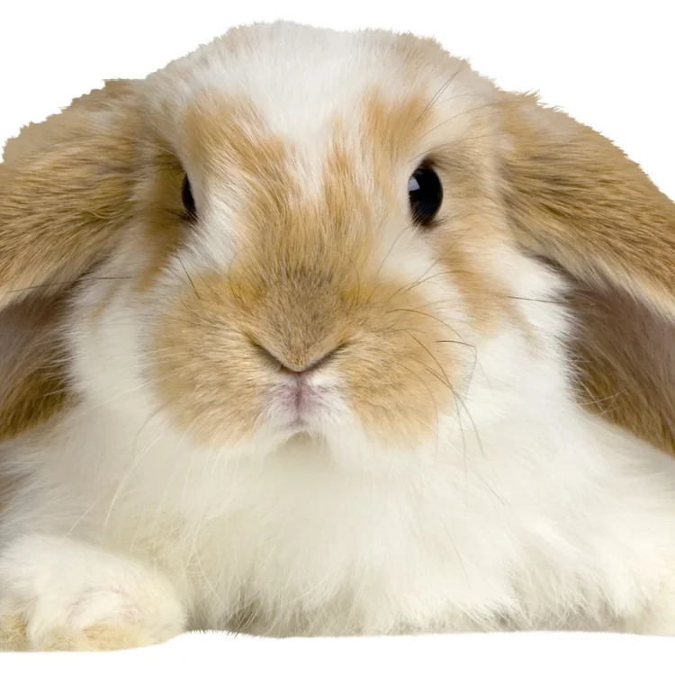Understanding Rabbit Behavior: — Here in the Sage