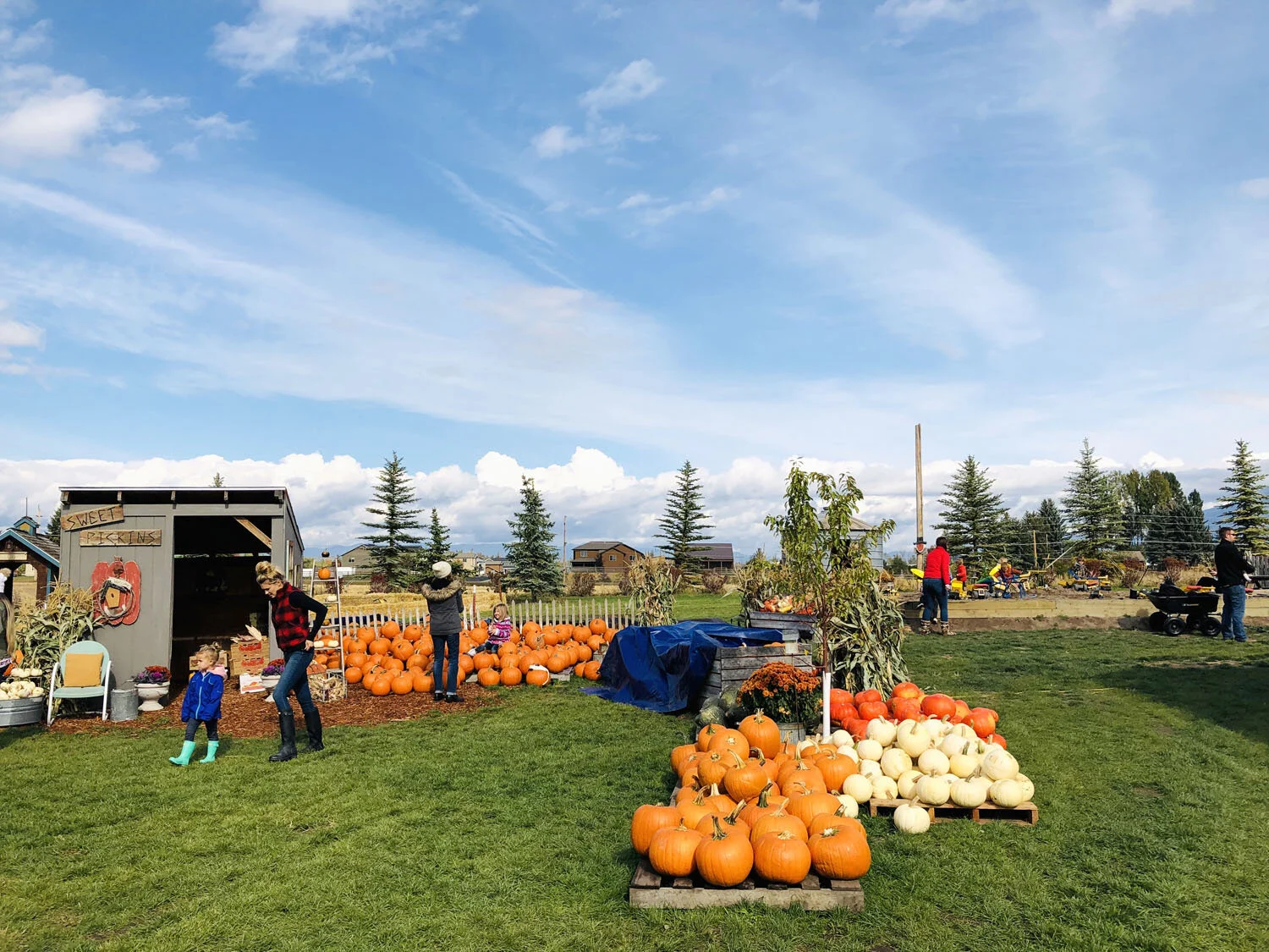 Sweet Pickin's Pumpkin Patch