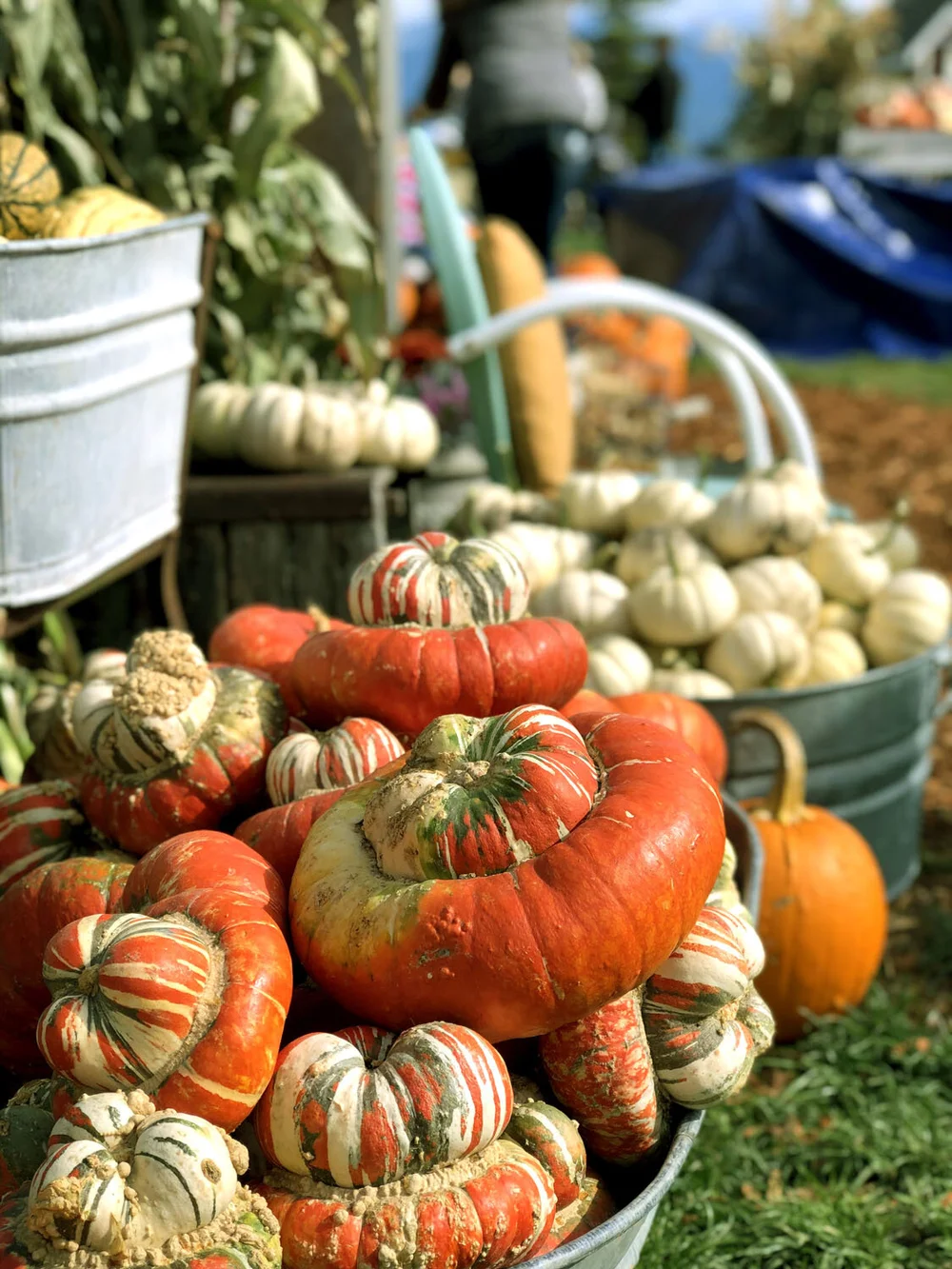 Sweet Pickin's Pumpkin Patch