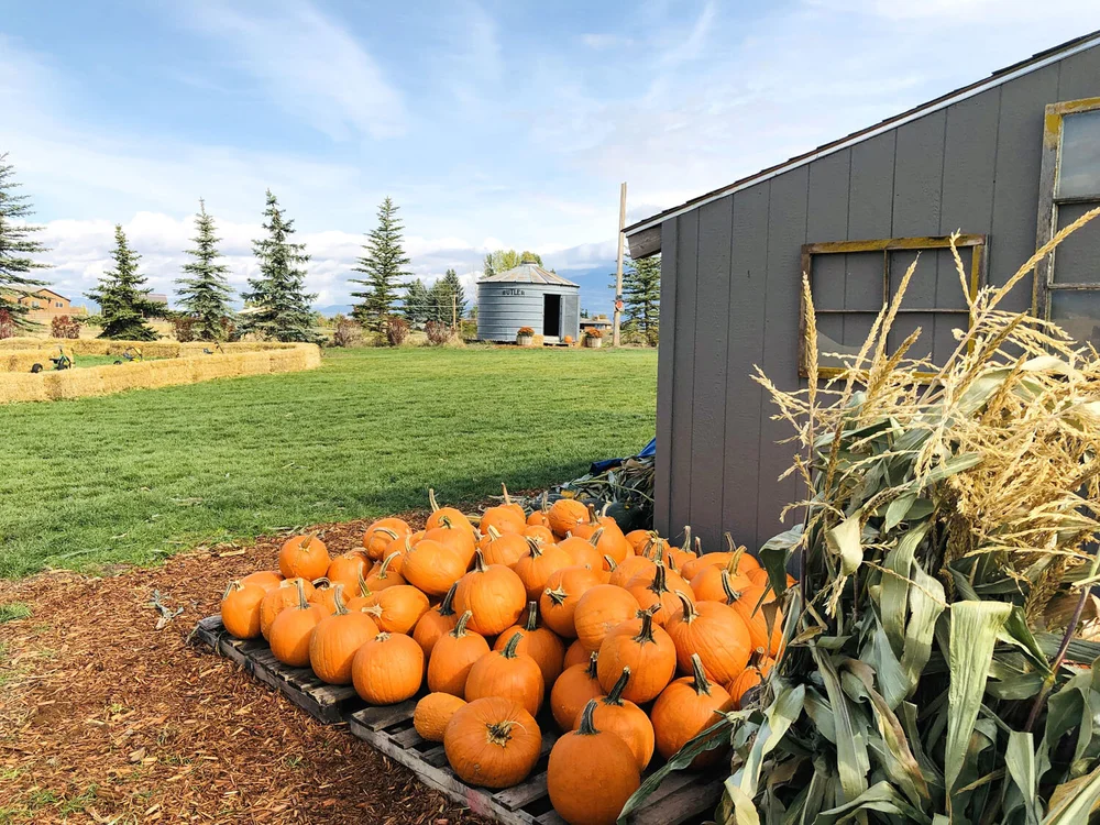 Sweet Pickin's Pumpkin Patch