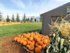 Sweet Pickin's Pumpkin Patch