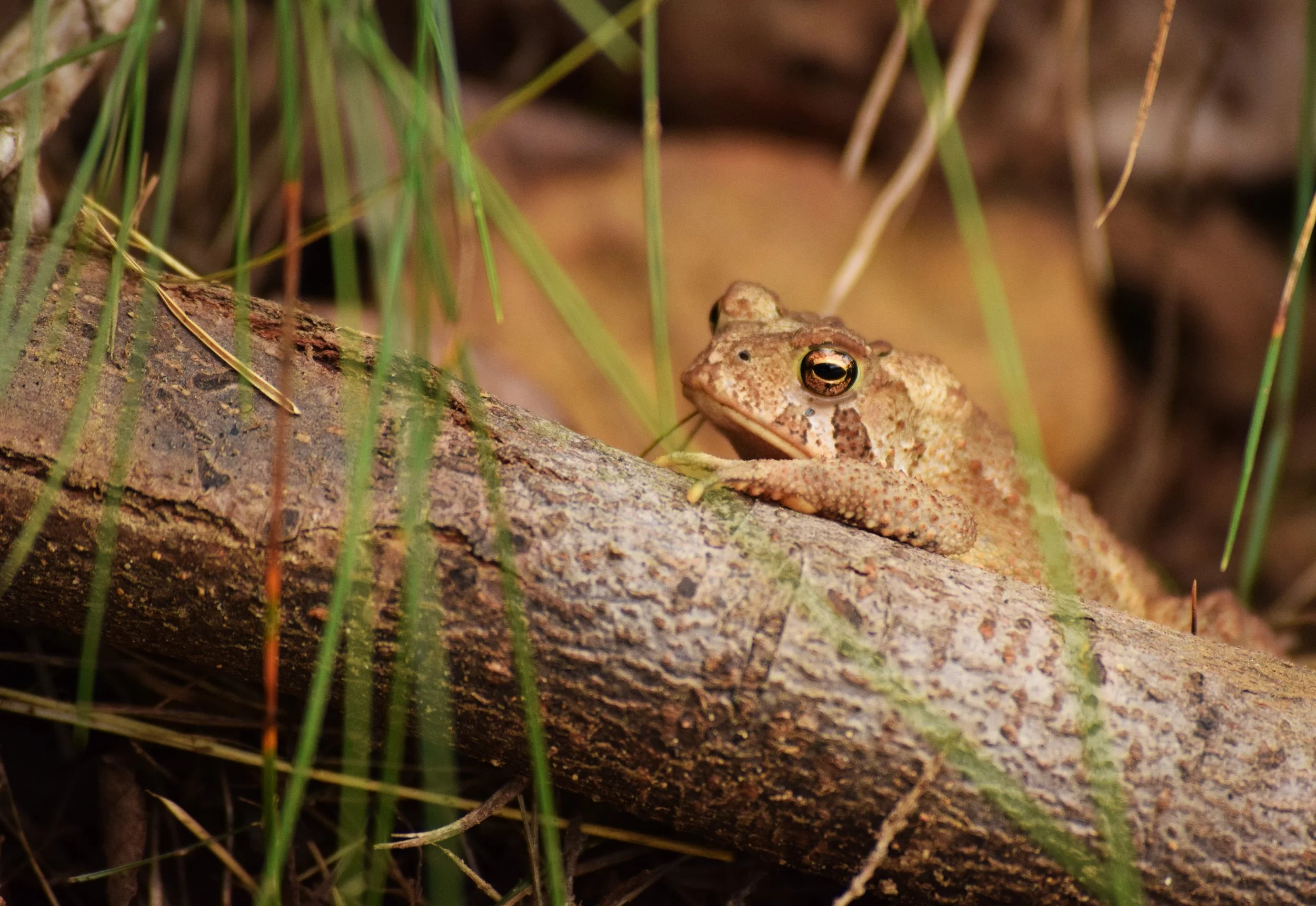 Gallery — Miskwabi Area Community Association