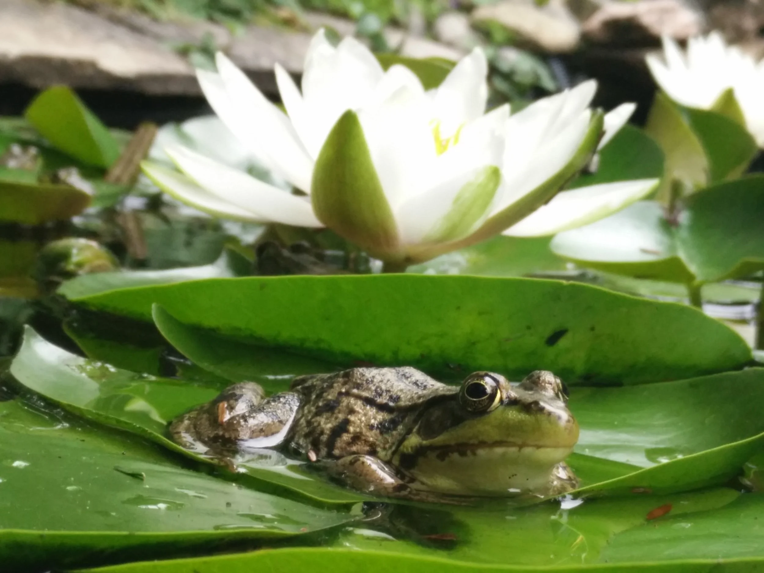 Gallery — Miskwabi Area Community Association