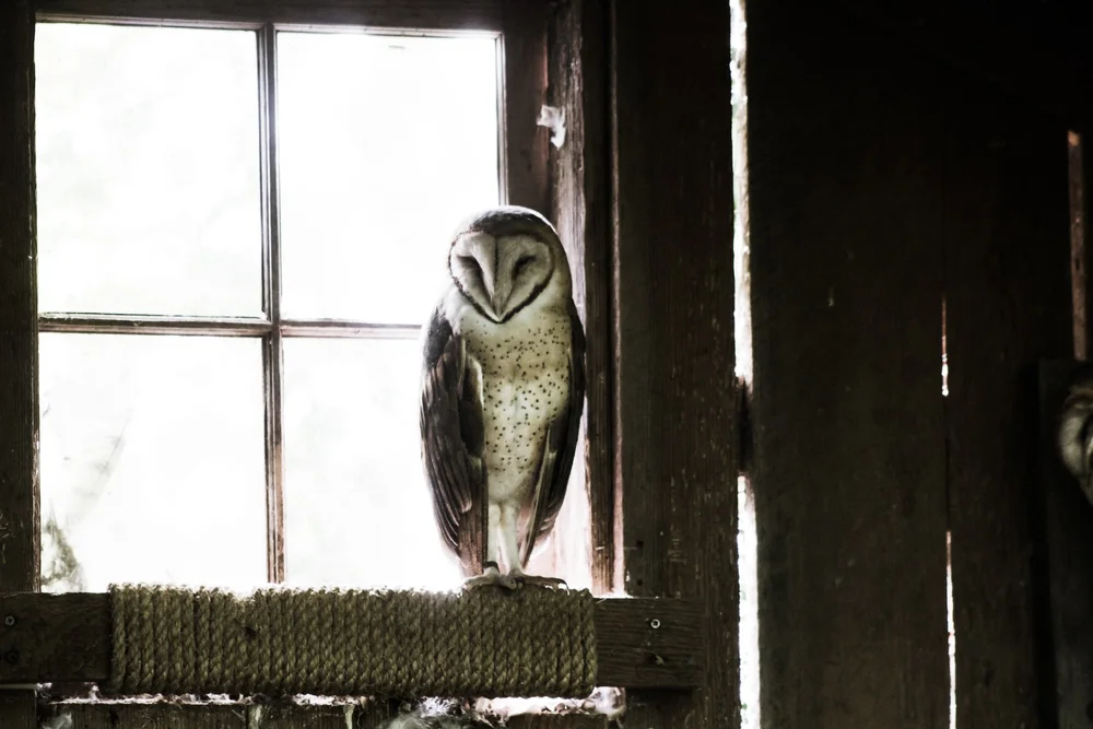 Where To Put Up An Owl Box | Amador Barn Owl Box Company