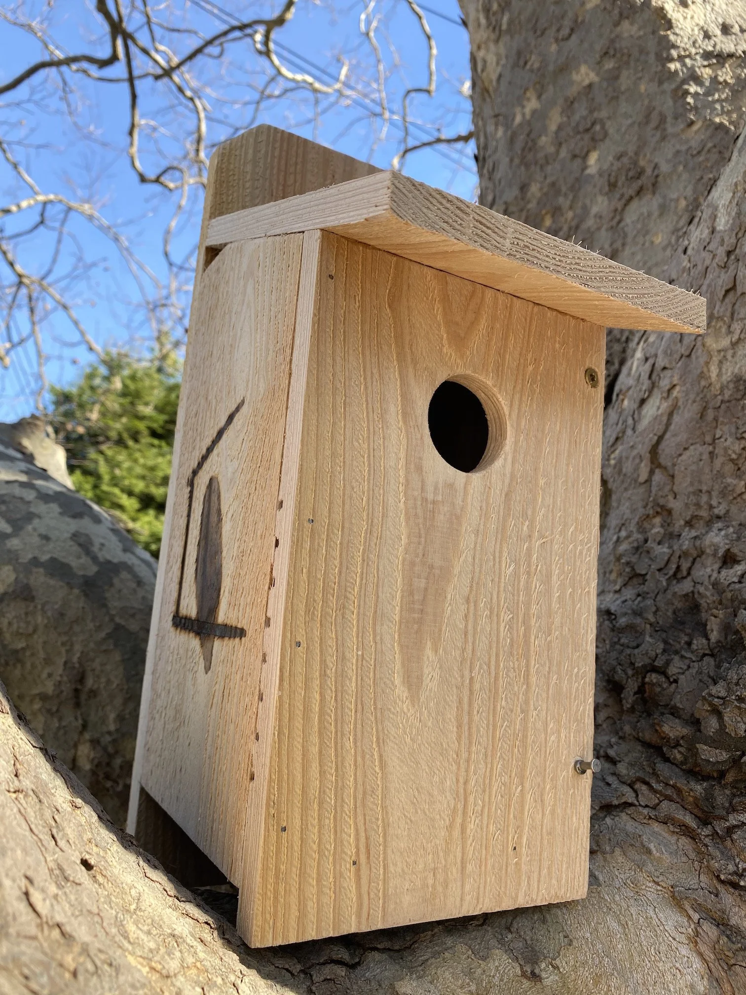 Western Bluebird House — Amador Barn Owl Box Company