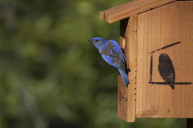 Western Bluebird House — Amador Barn Owl Box Company