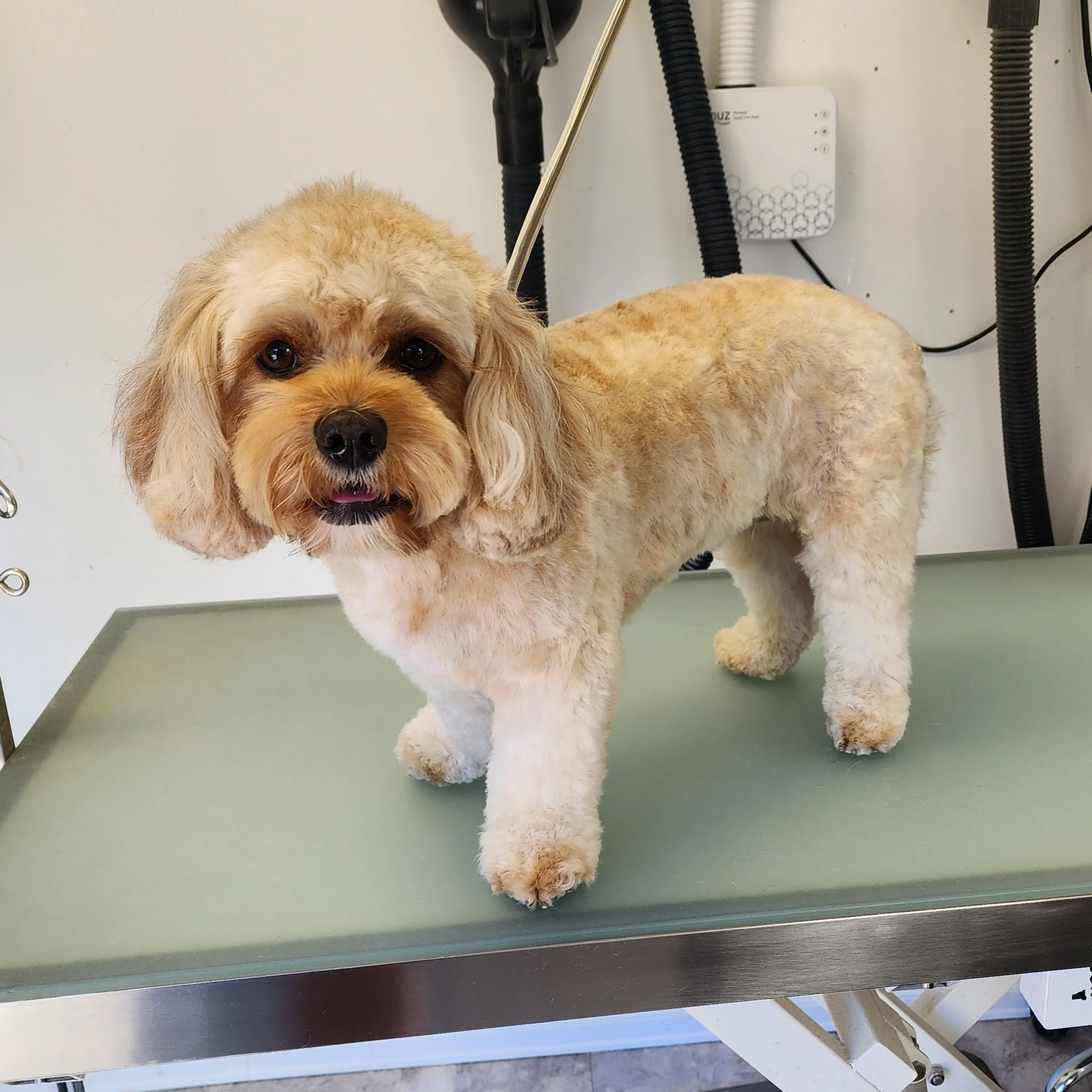 Portfolio — Dog Grooming