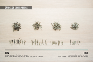 The In-Depth Guide to Silver Needle White Tea — Tea Curious