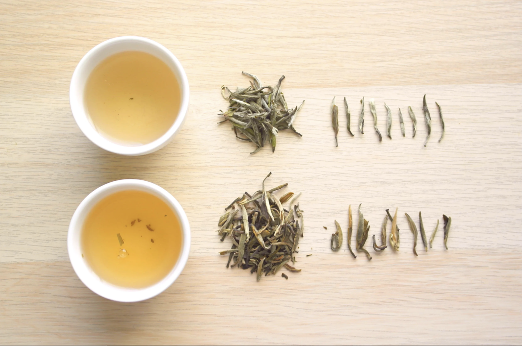 The In-Depth Guide to Silver Needle White Tea — Tea Curious
